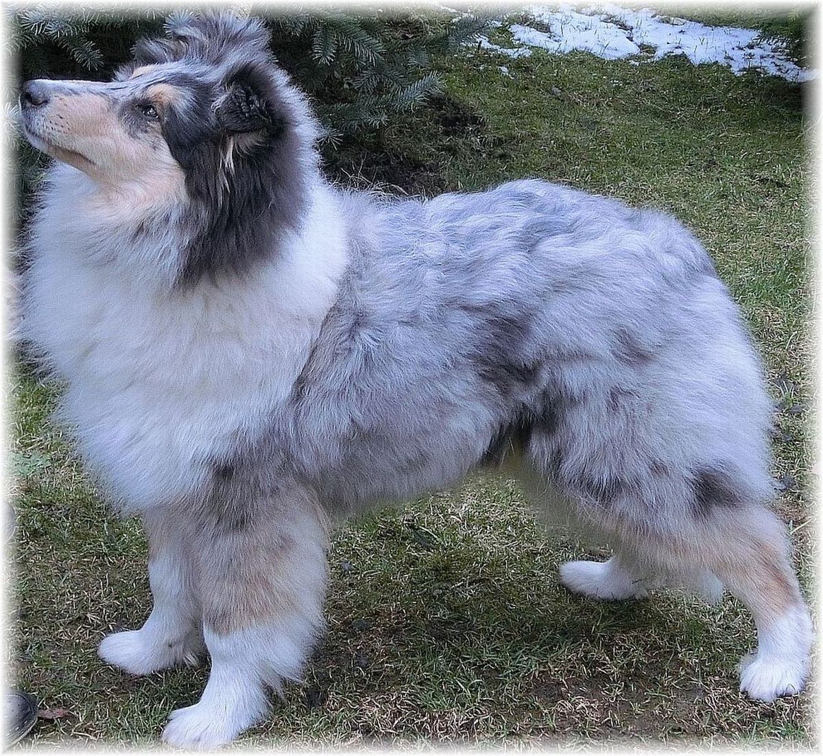 Collie stud dog - collie dog breed - Collie blue merle male