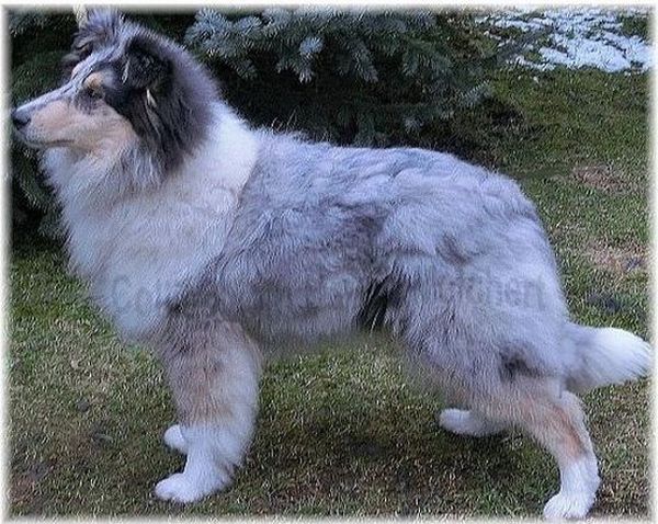 Collie stud dog - collie dog breed - Collie blue merle male