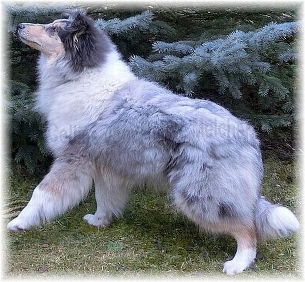 Collie stud dog - collie dog breed - Collie blue merle male