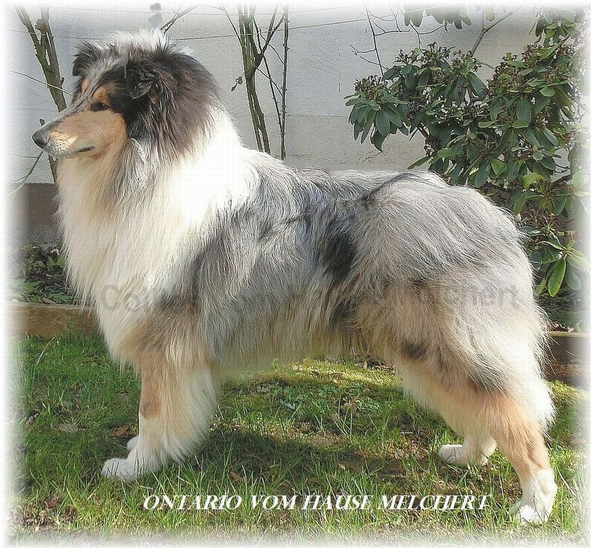 Collie stud dog - collie dog breed - Collie blue merle male