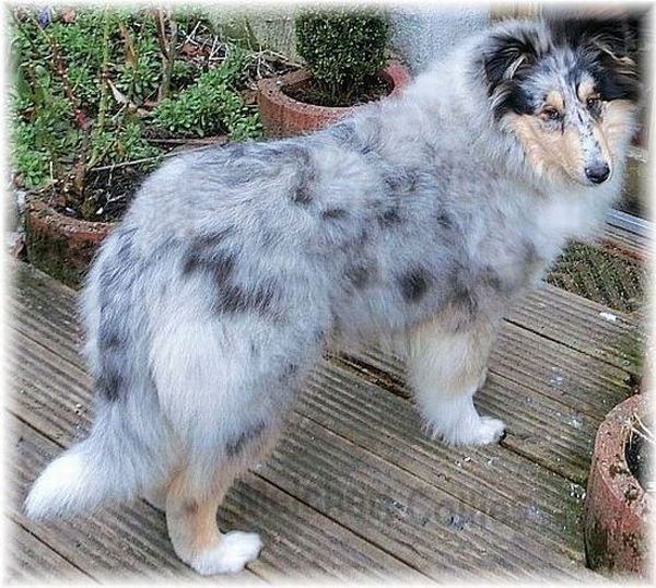 Collie stud dog - collie dog breed - Collie blue merle male