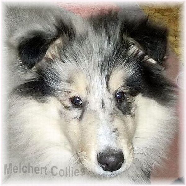 Collie stud dog - collie dog breed - Collie blue merle male