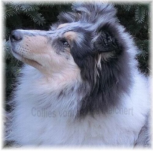 Collie stud dog - collie dog breed - Collie blue merle male
