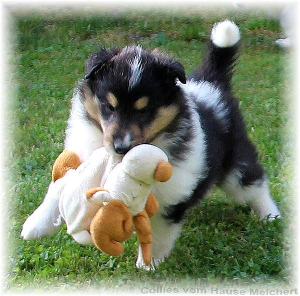 Langhaar Collie Welpen aus Bopfingen / Aalen